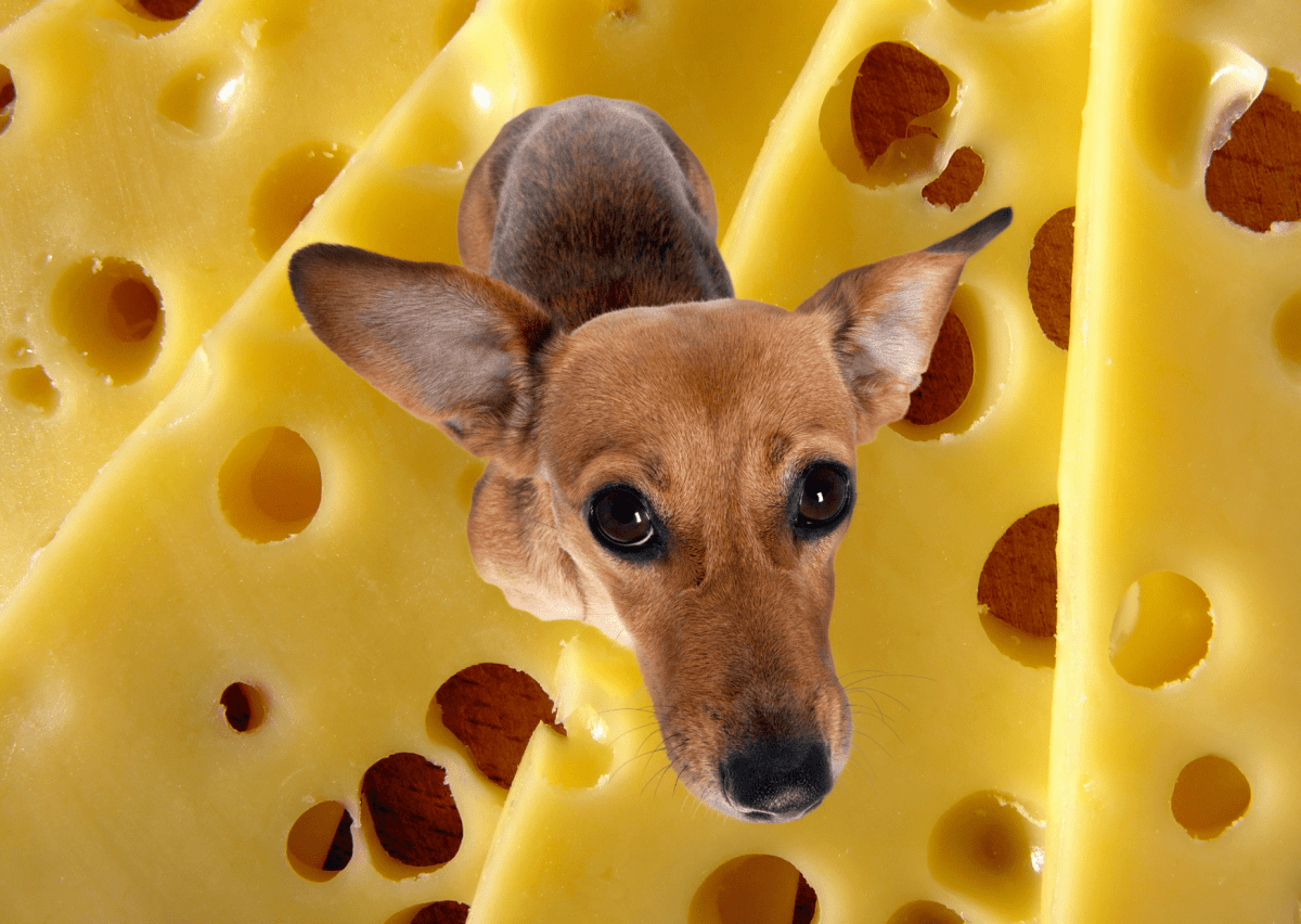 National Cheese Lover's Day - Deer Park