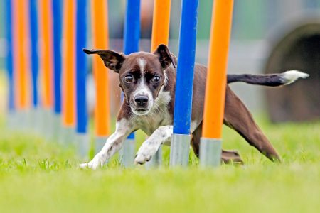 Agility Day - Deer Park