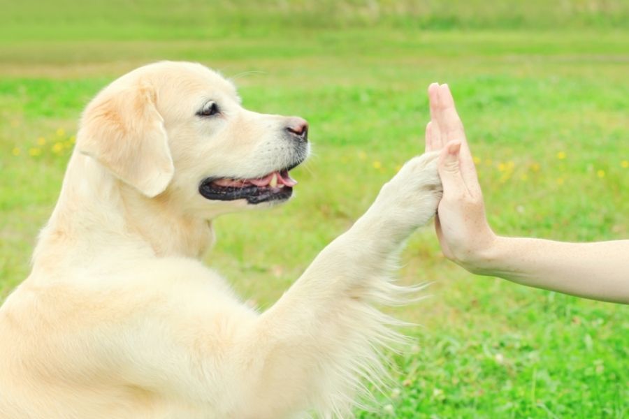 National High Five Day - Deer Park