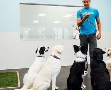National Pet Tricks Day - Deer Park