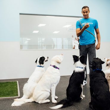 National Pet Tricks Day - Deer Park