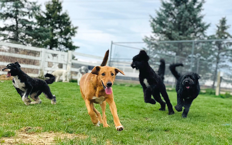 Field Day! - Deer Park