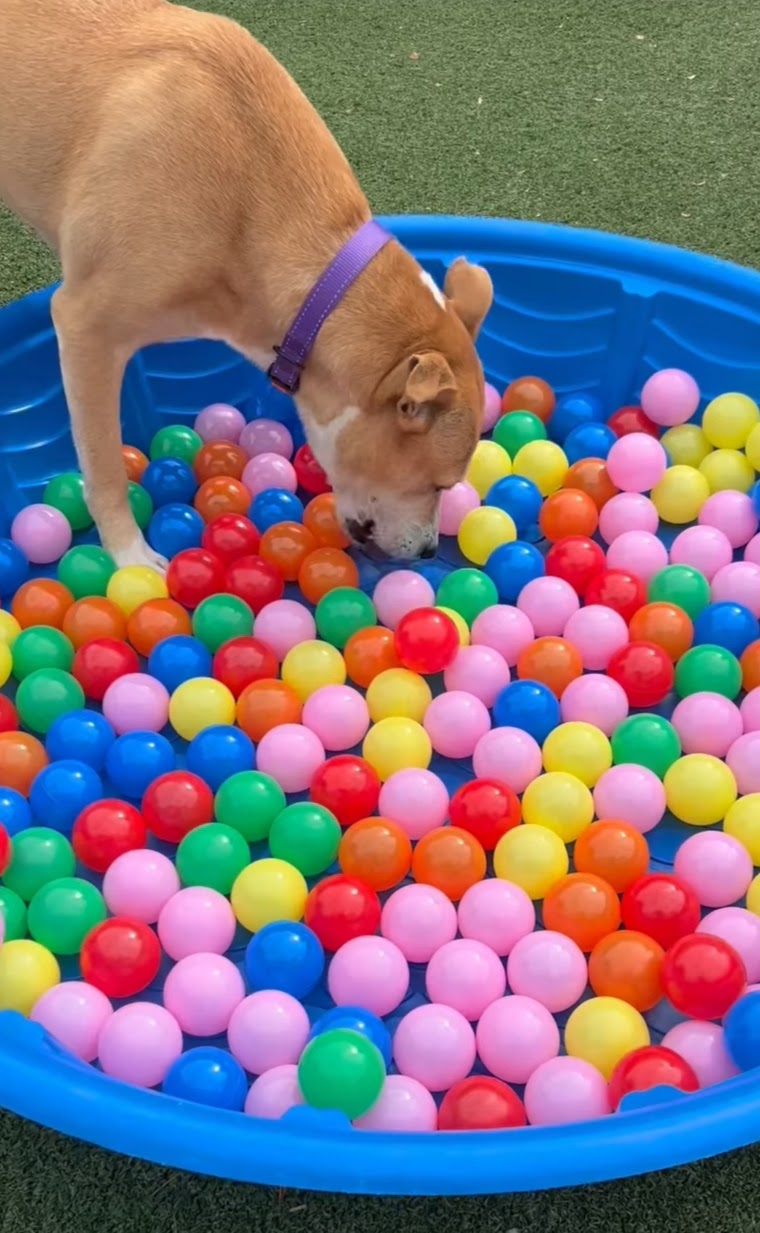 Ball Pit Activity - Fort Collins