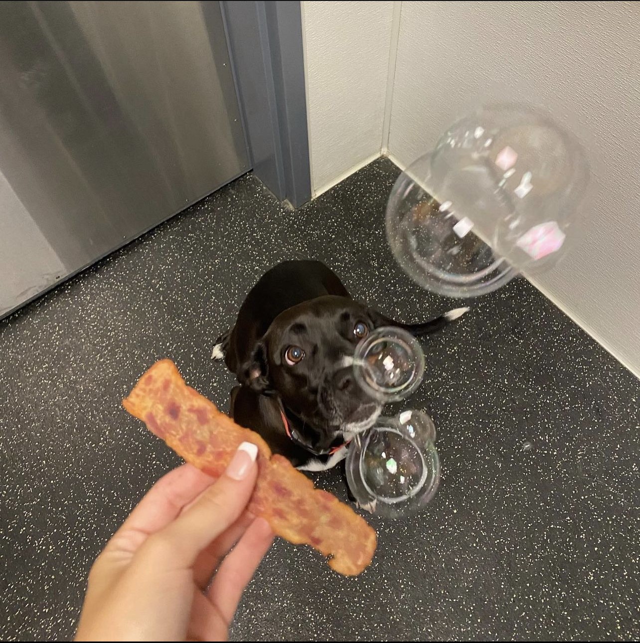 Bacon Bubble Bash! - Columbus-Dublin