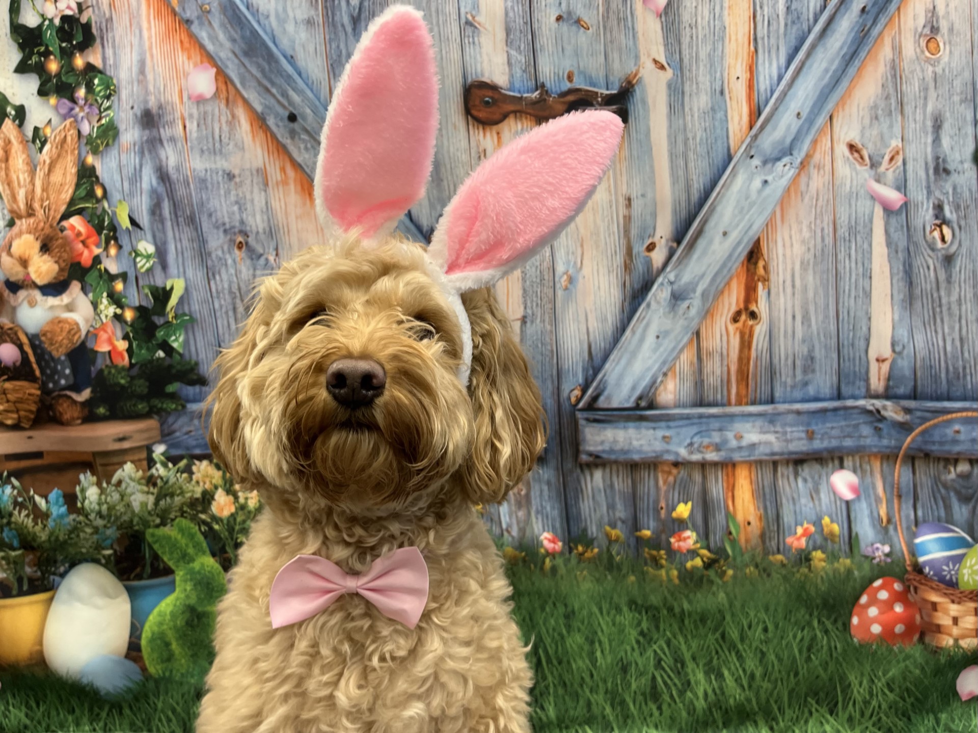 Easter Photoshoot! - Columbus-Dublin