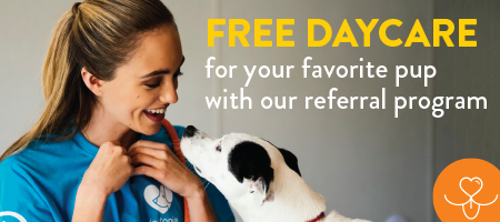 Free Doggie Daycare with our Referral Program - Haywood Road