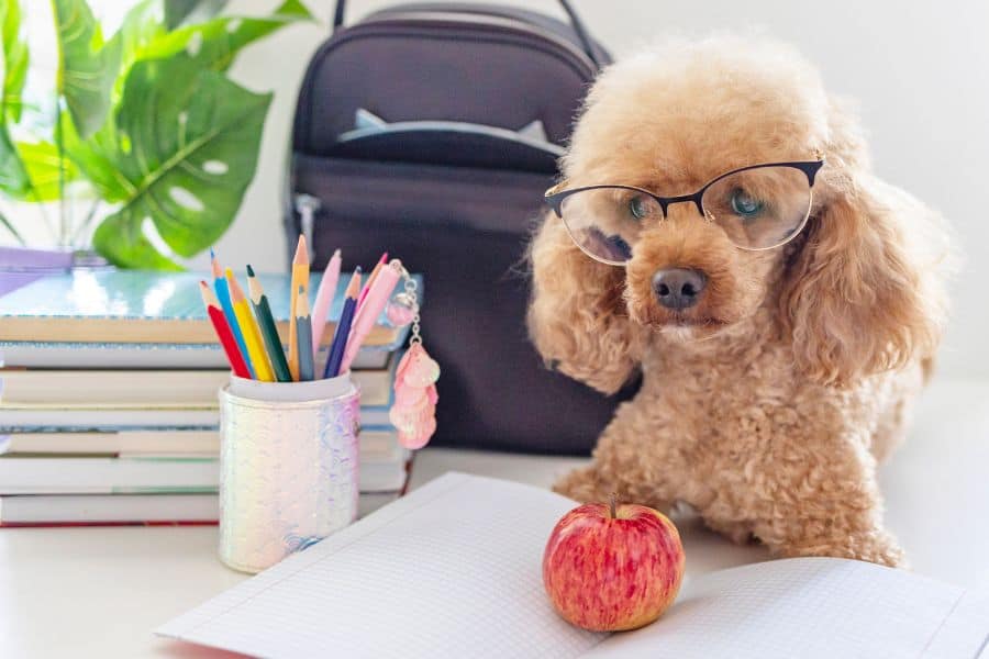 Back to School Pictures - Geneva