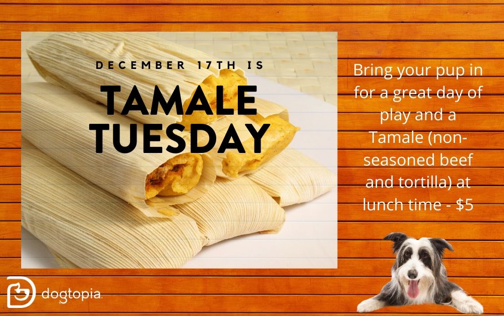 Tamale Tuesday - South Chandler