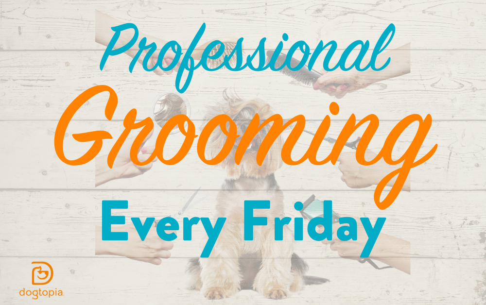 Grooming - South Chandler