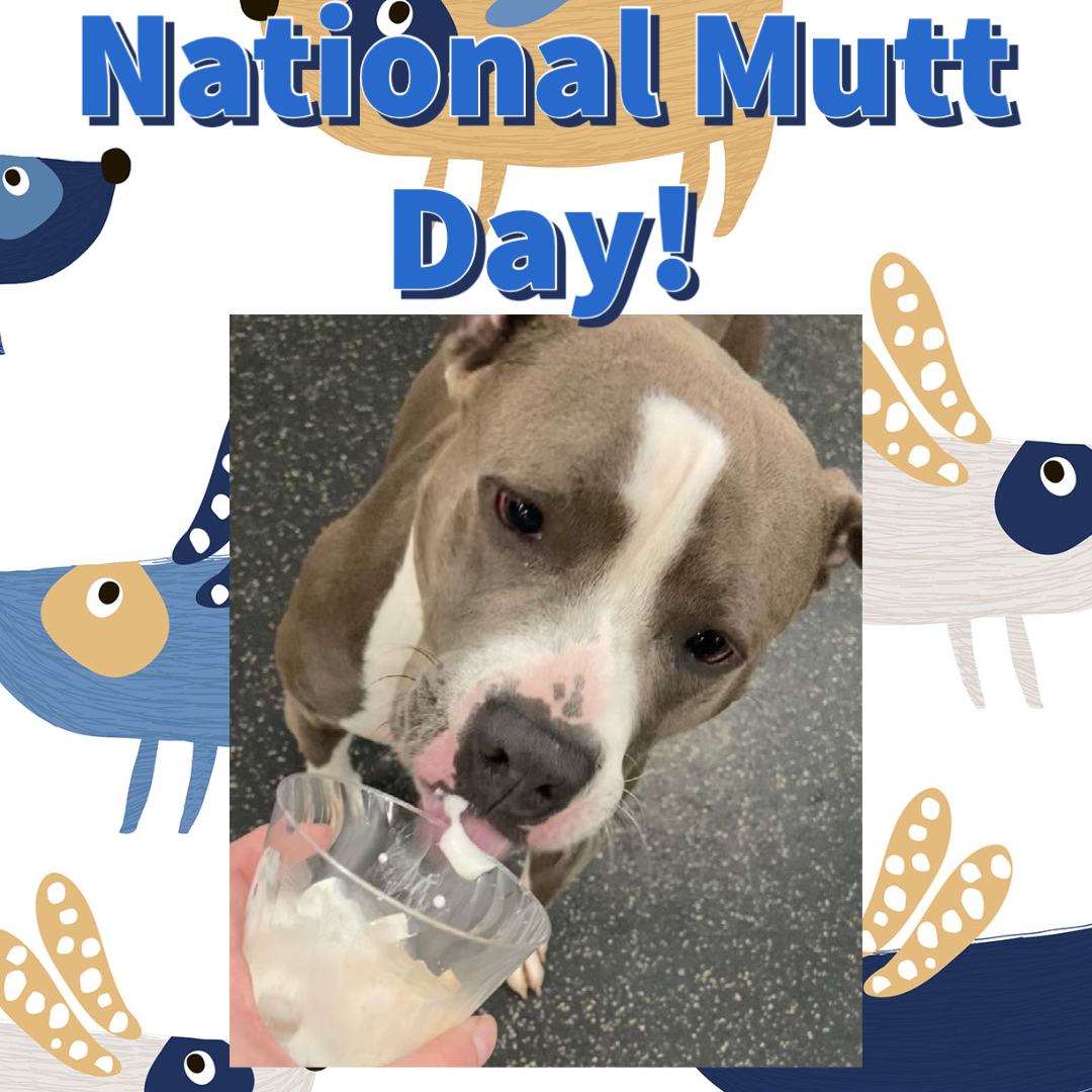 National Mutt Day - Eau Claire