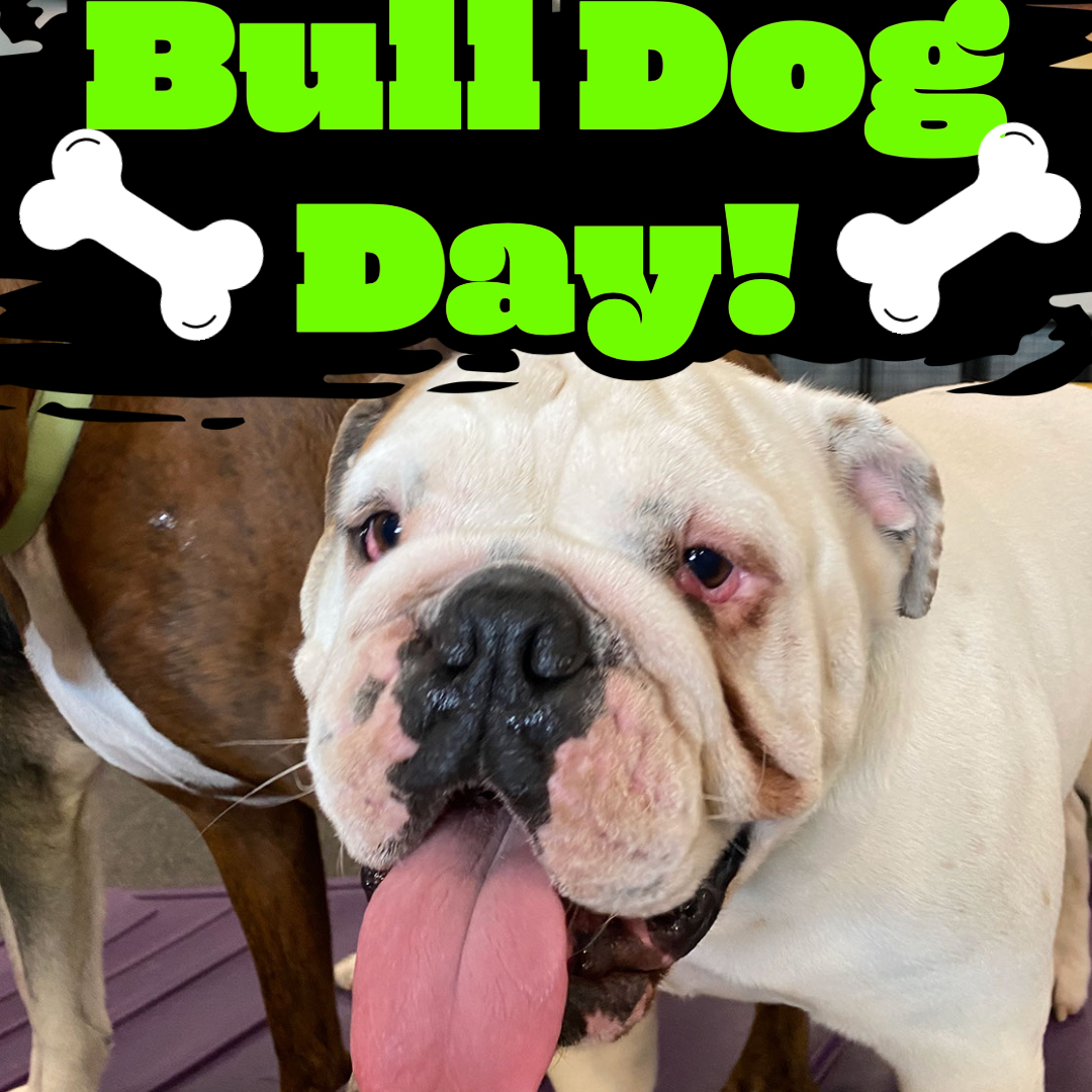 National Bull Dog Day - Eau Claire