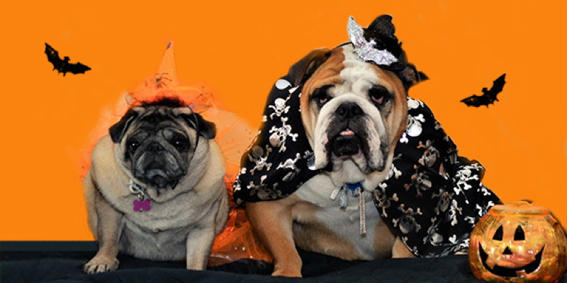 Halloween Photo Contest - Eau Claire