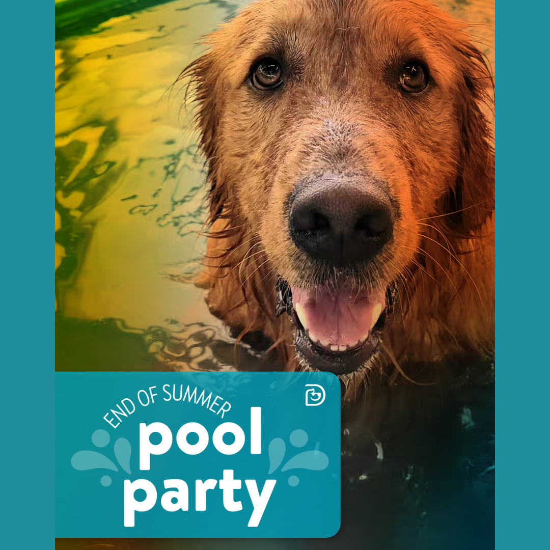End of Summer Pool Party! - Eau Claire