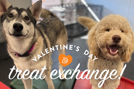 Treat Exchange - Lionhead