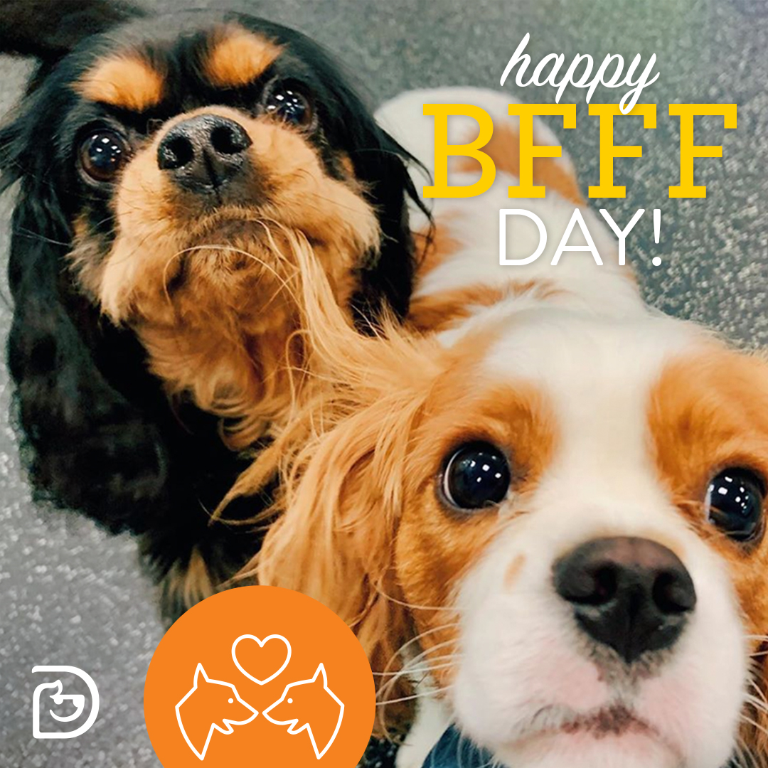 BFFF Day - McKinney