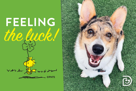 Luck of the Irish Raffle - Meridian North