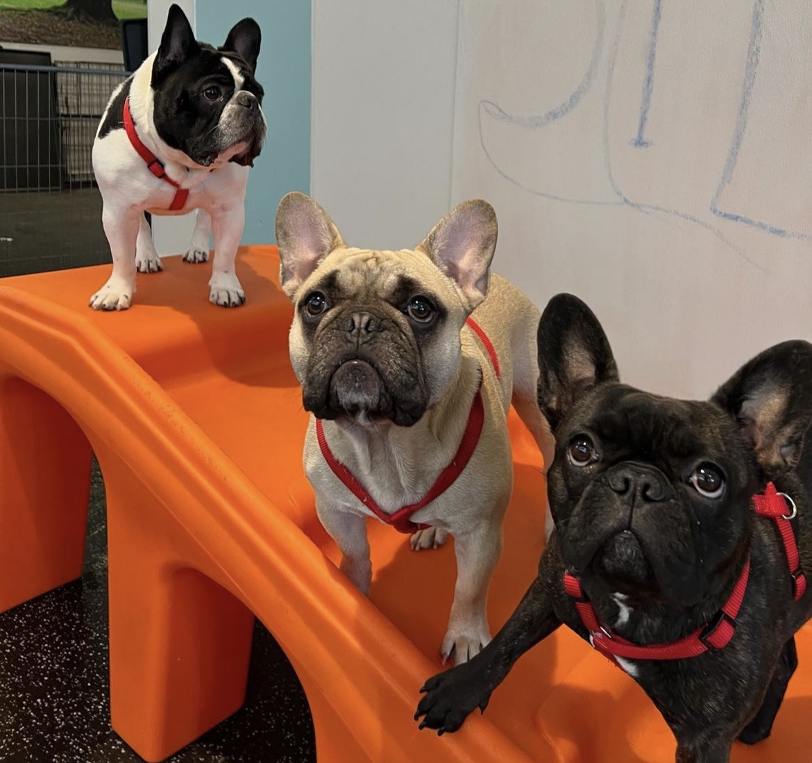 Frenchie Friday - Harbor Steps