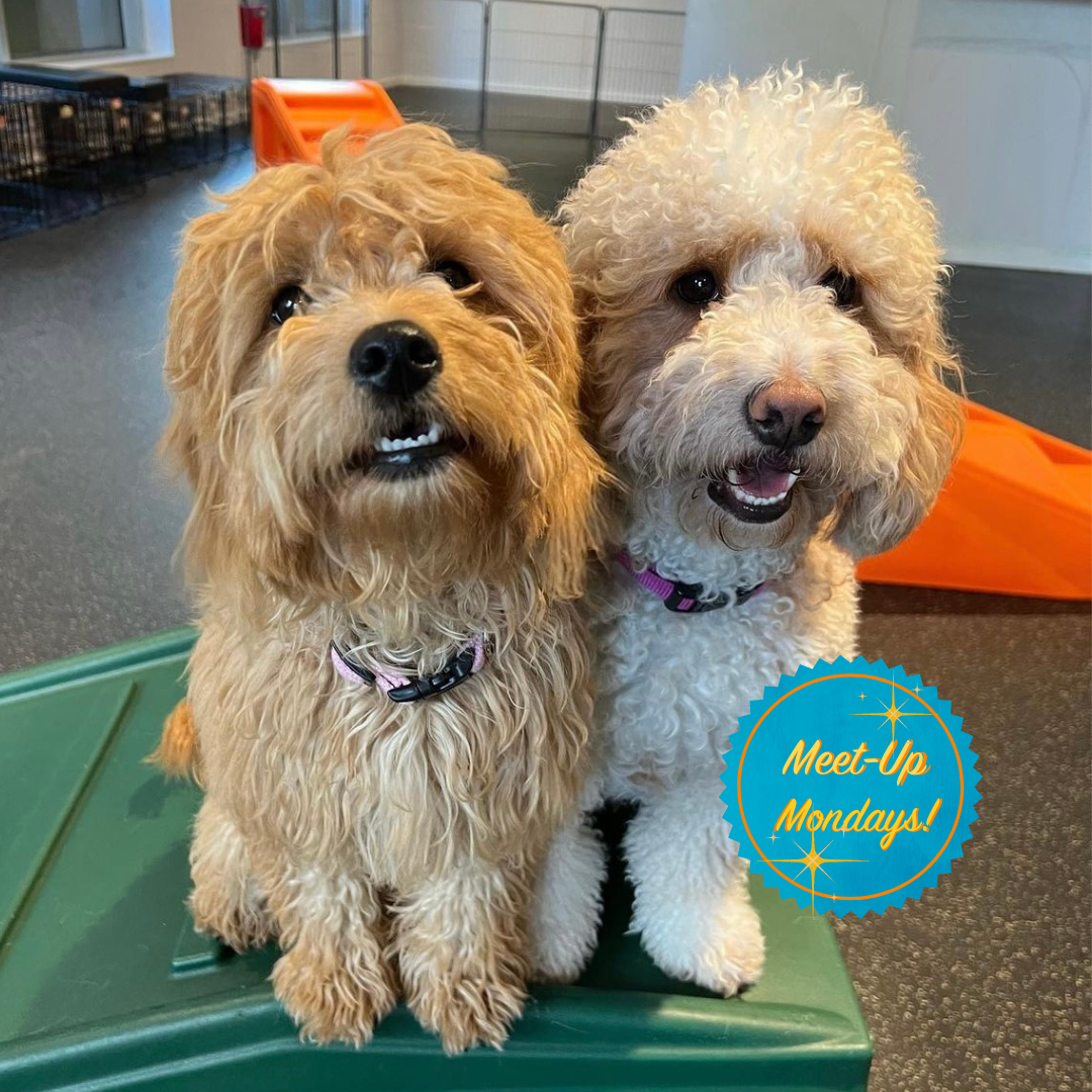 Doodle Meet Up! - Harbor Steps