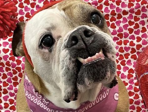 National Bulldogs Are Beautiful Day - Fort Lauderdale - Northeast