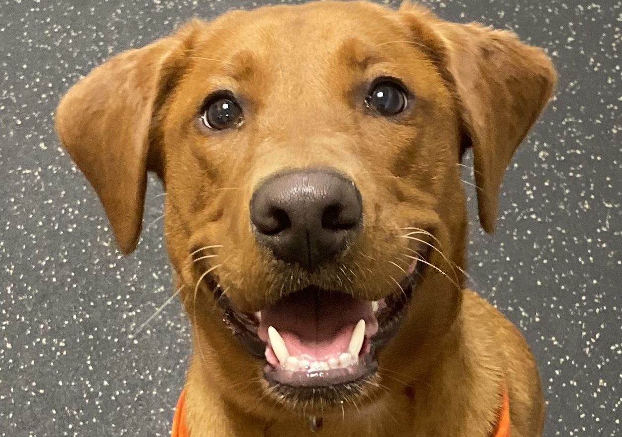 Love Your Red Fur Day - Fort Lauderdale - Northeast