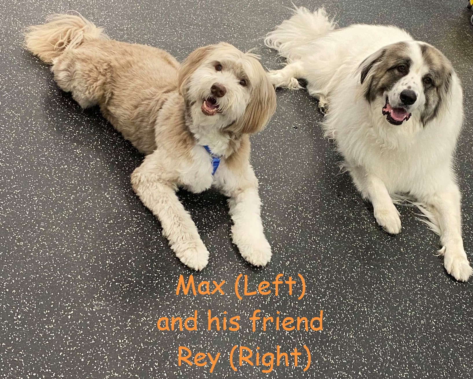 Max - Conquering Anxiety - A Dogtopia Story - Cypress
