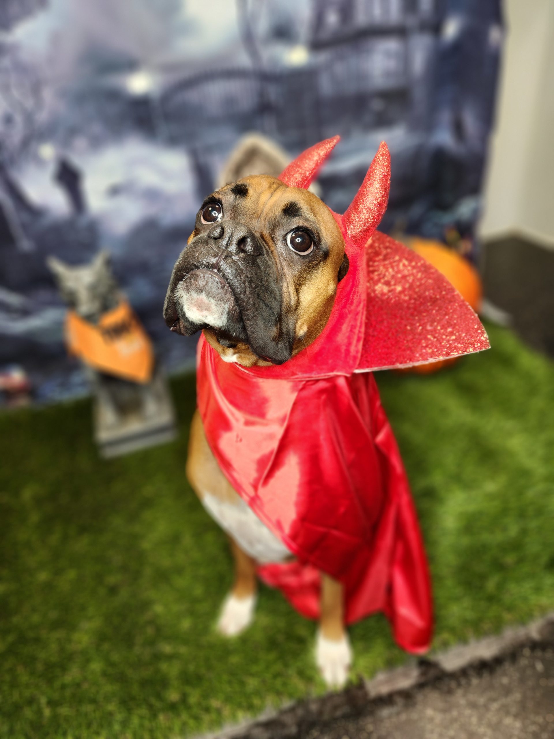 Upcoming Events @ Dogtopia of Cypress 10/18/24 - Cypress