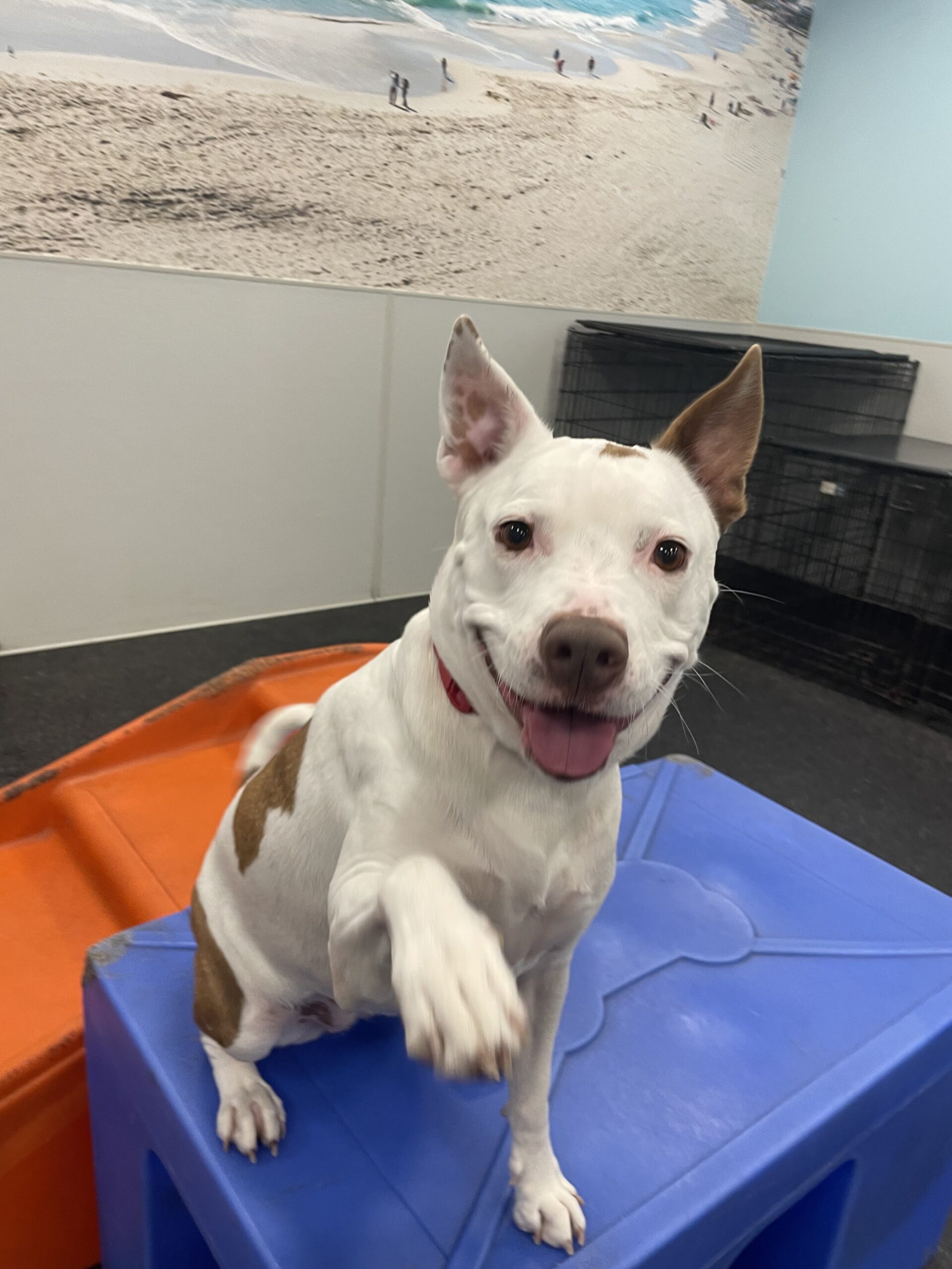 Dogtopia Cypress: The Top Choice for Dog Daycare and Boarding - Cypress