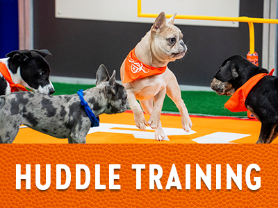 Puppy Bowl Huddle Training - Cypress