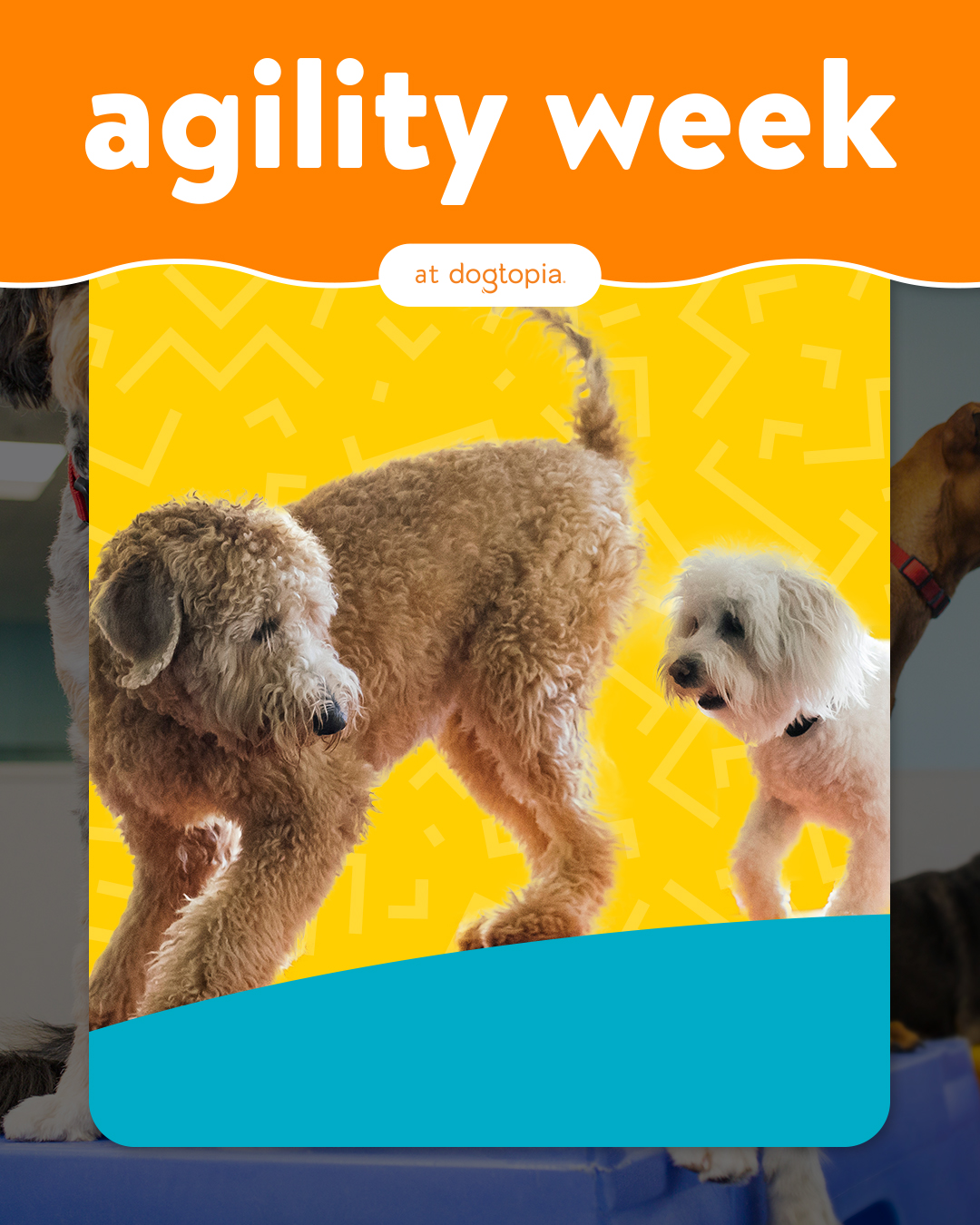 Agility Week - Cherry Hill