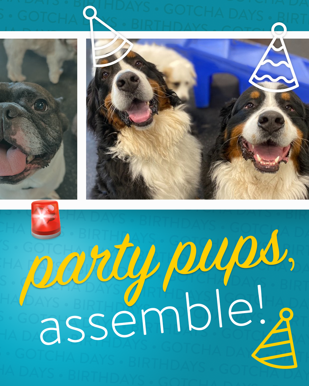 January Birthday/Gotcha Day Party - Cherry Hill