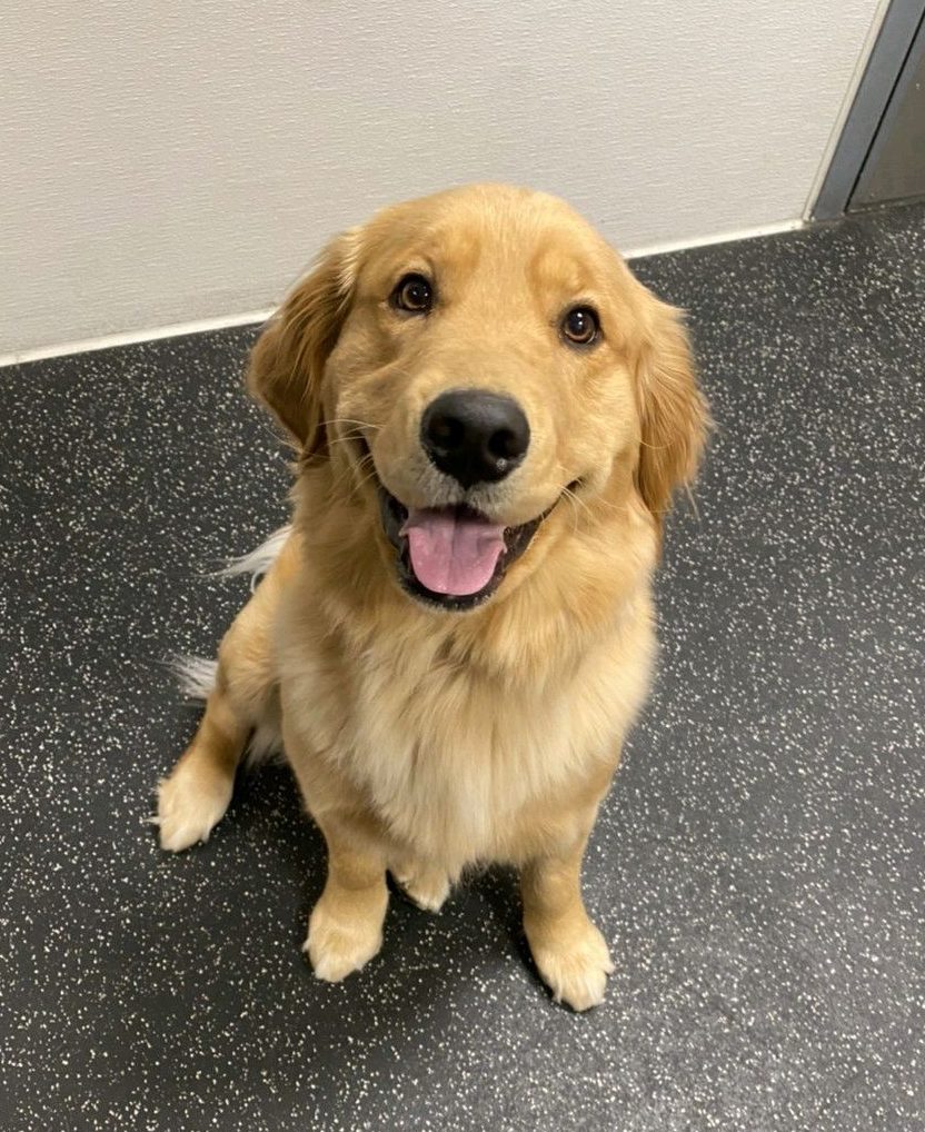 National Golden Retriever Day! - Olathe