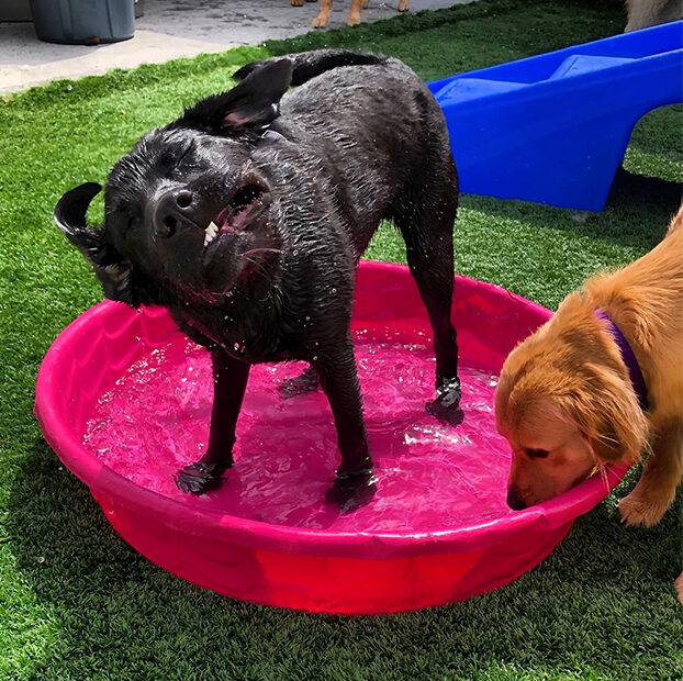 Pool Party! - Wolverine Worldwide