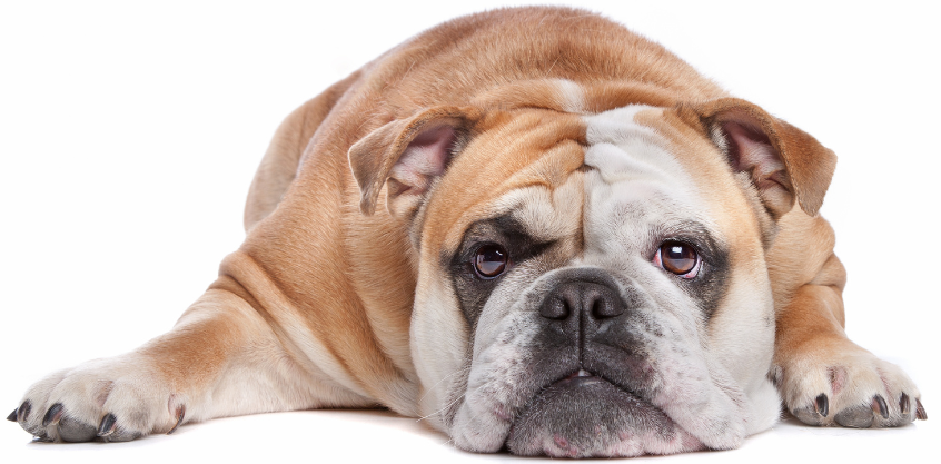 National Bulldog Day - Wolverine Worldwide