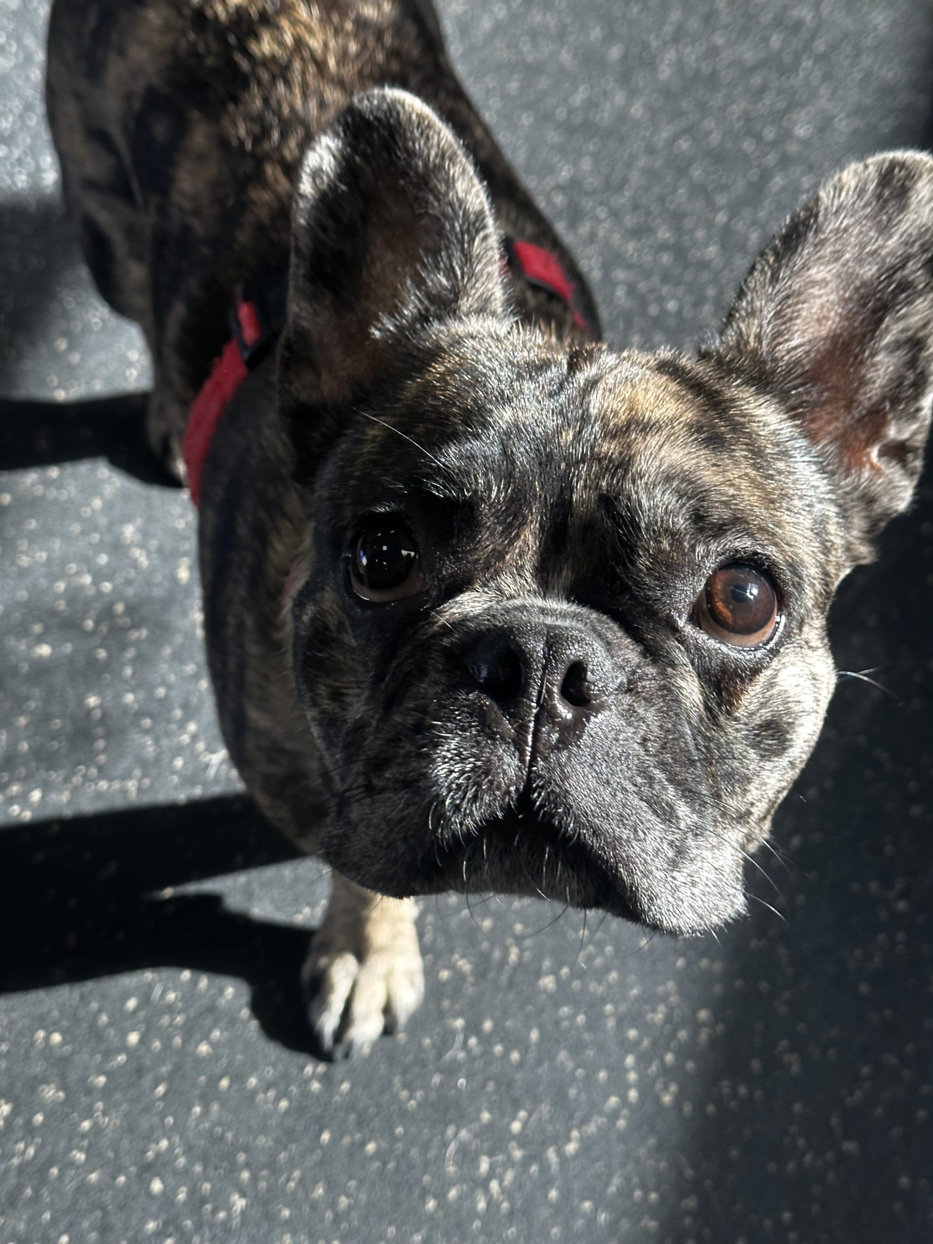 Frenchie Party - Town Center - Virginia Beach