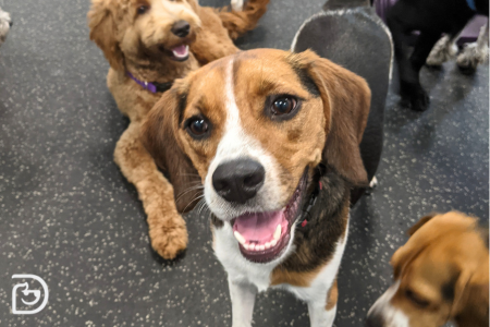 National Beagle Day - Town Center - Virginia Beach