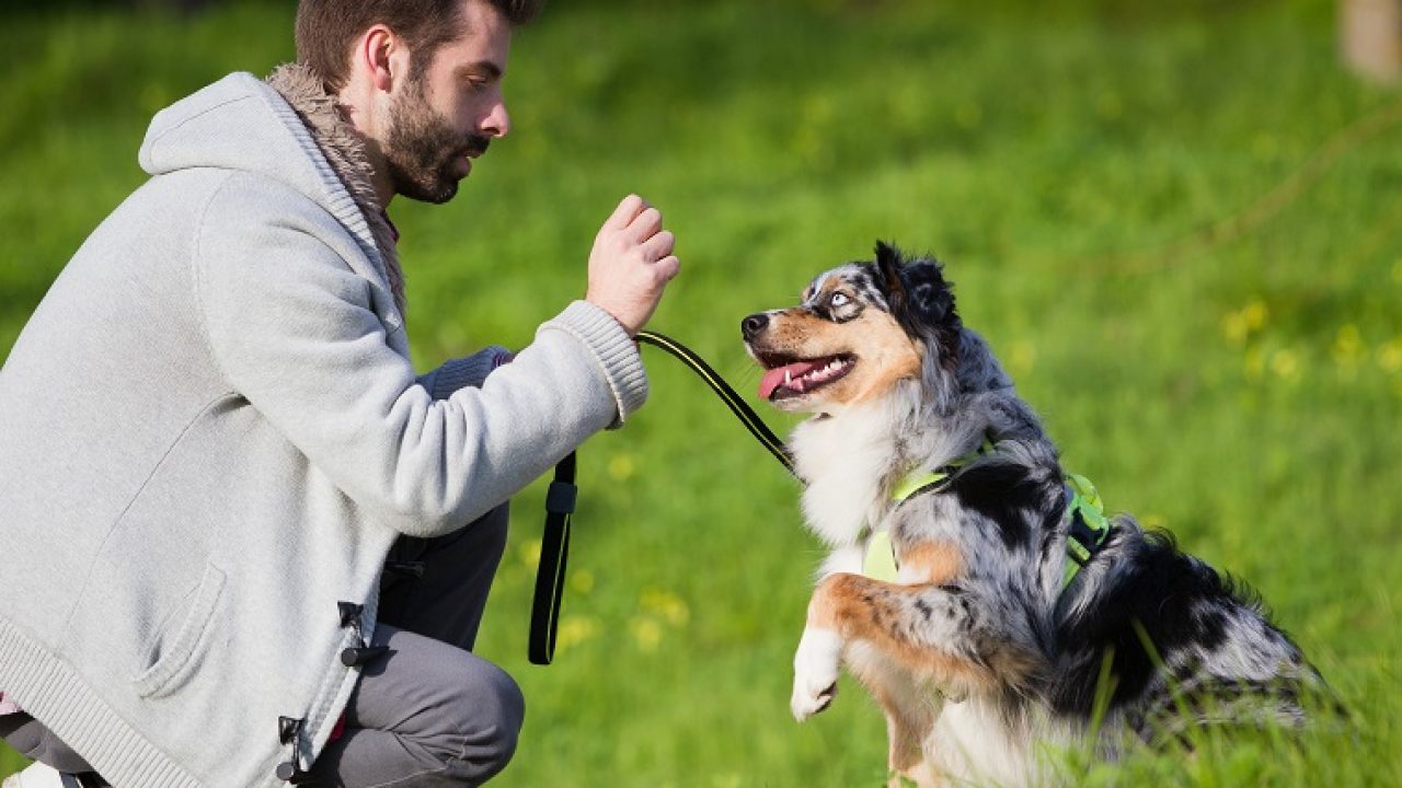 Dog Parent Appreciation Day - Historic Phoenix