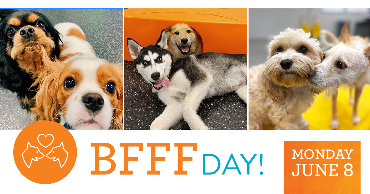 BFFF (Best Furry Friends Forever) Day at Dogtopia - Warwick