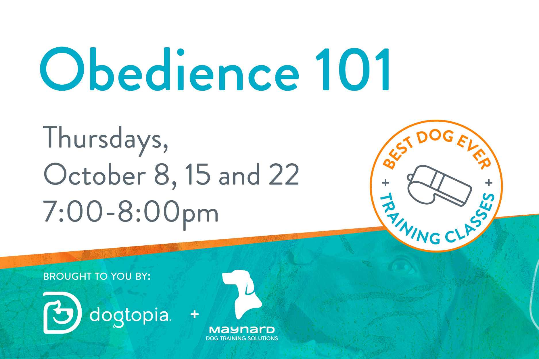 Obedience 101 Training - Warwick