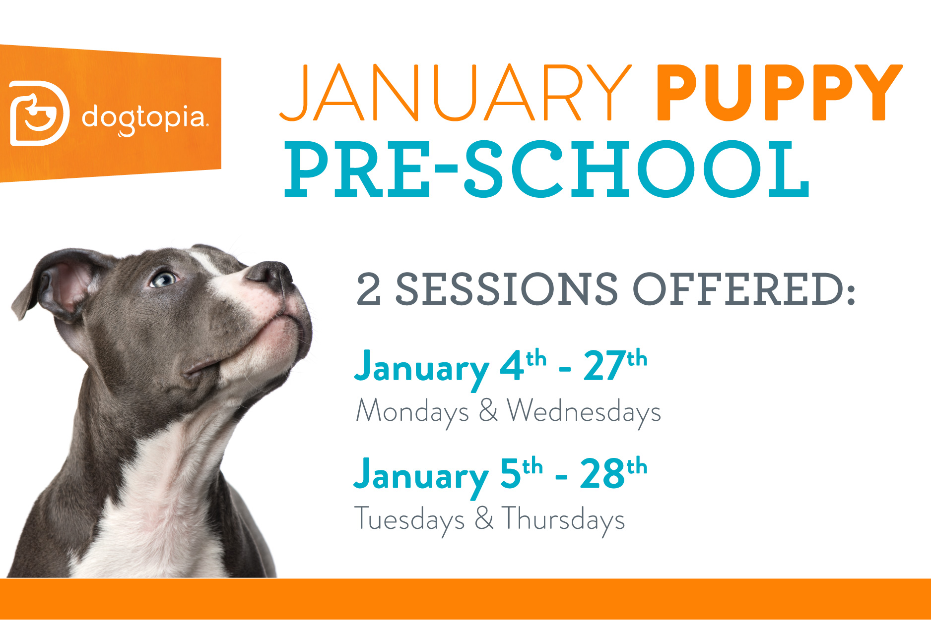 January Puppy Preschool Begins! - Warwick