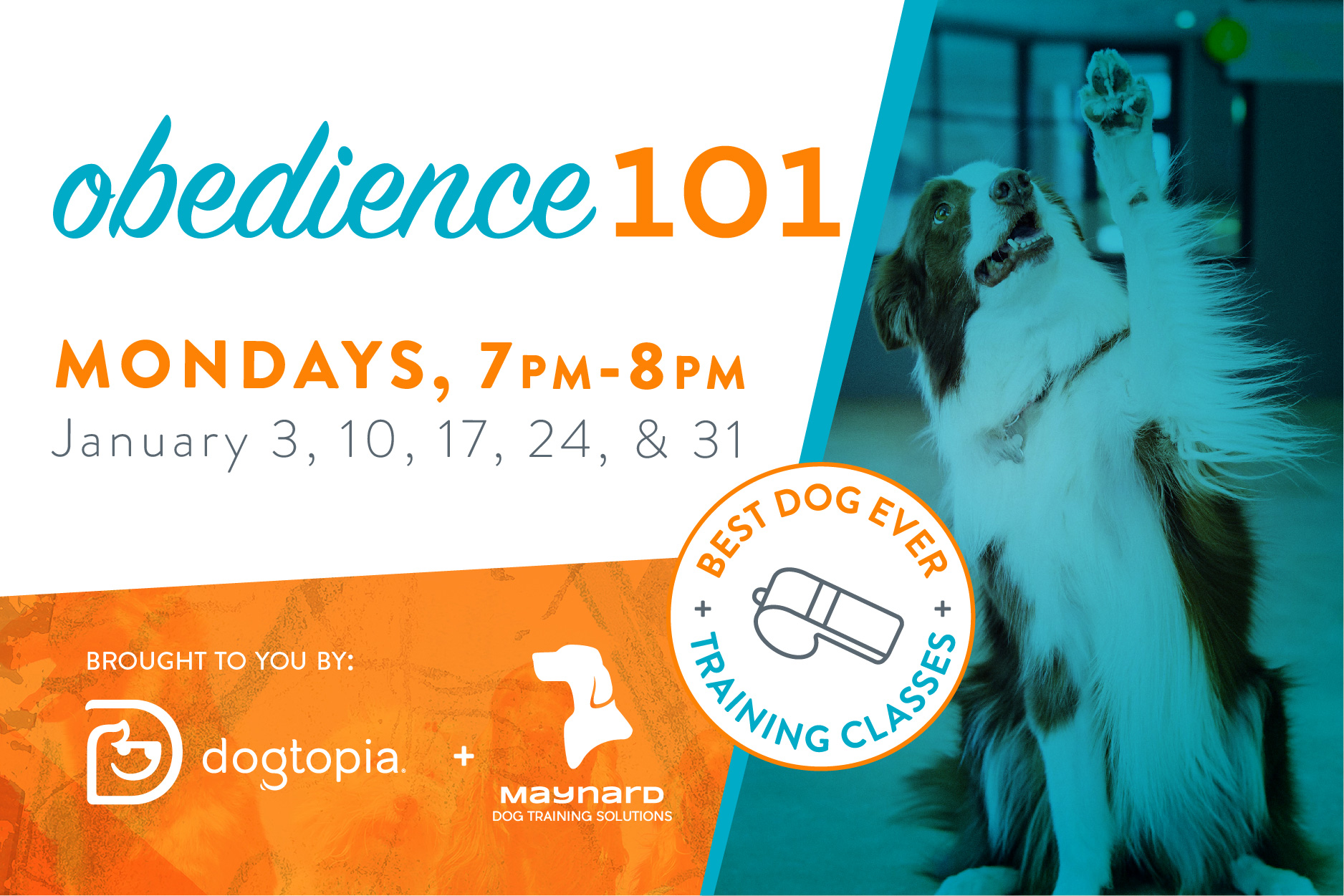 Obedience 101 Group Training - Monday Series - Warwick