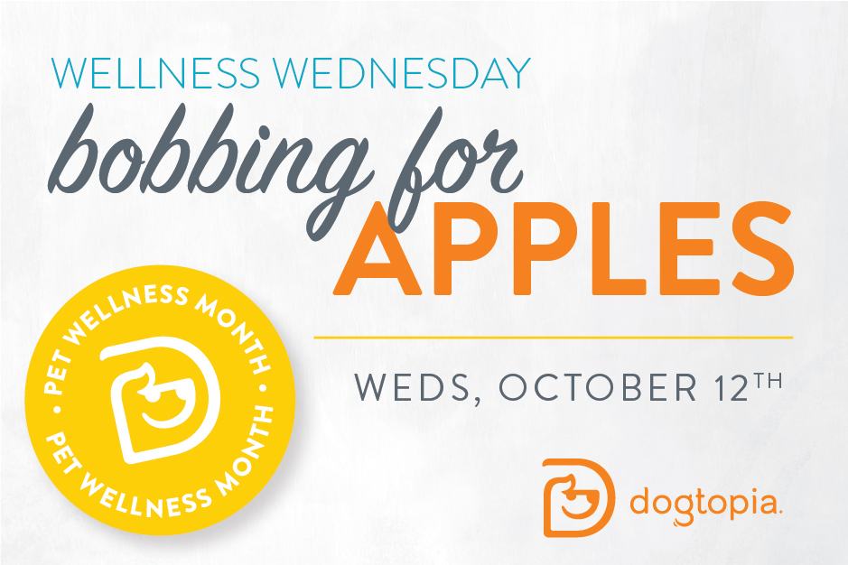 Wellness Wednesday - Bobbing for Apples - Warwick