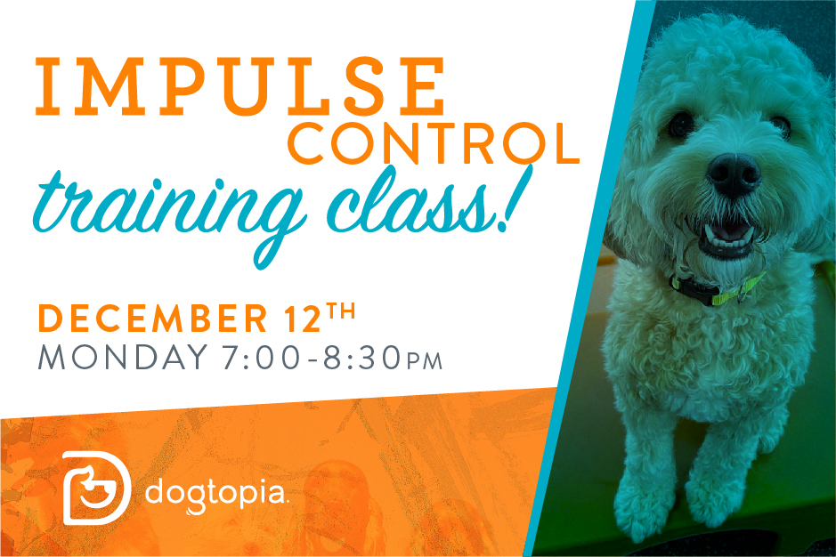 Impulse Control Training Class - Warwick