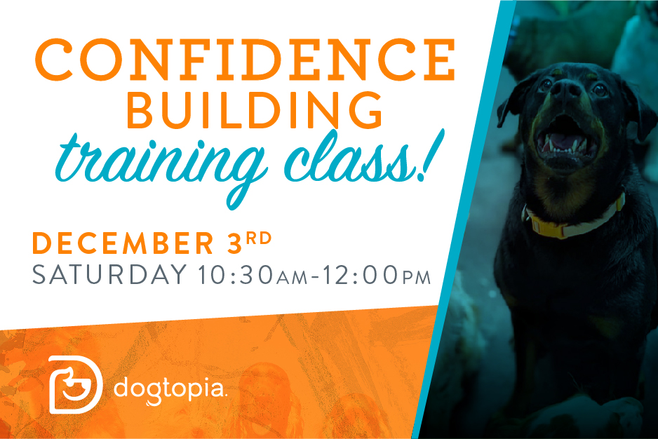 Confidence Building Training Class - Warwick