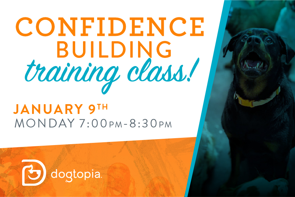 Confidence Building Training Class - Warwick