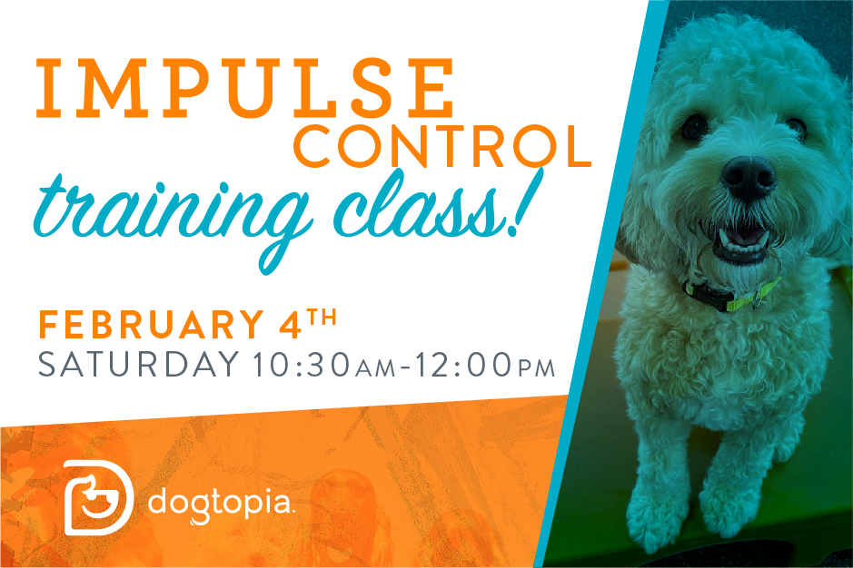 Impulse Control Training Class - Warwick