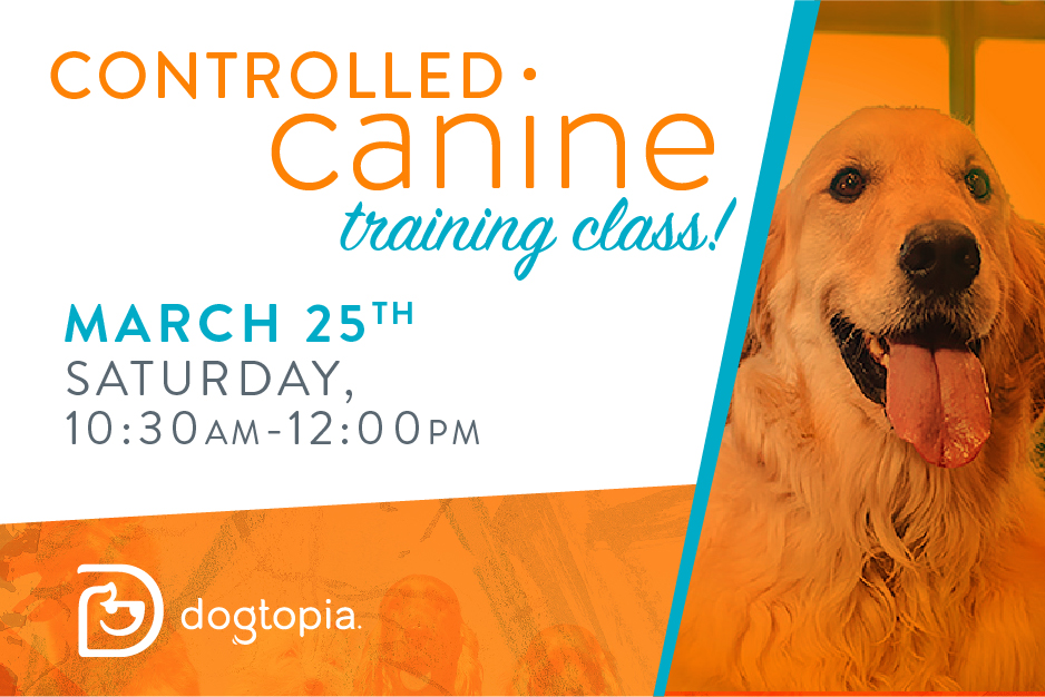 Controlled Canine Training Class - Warwick