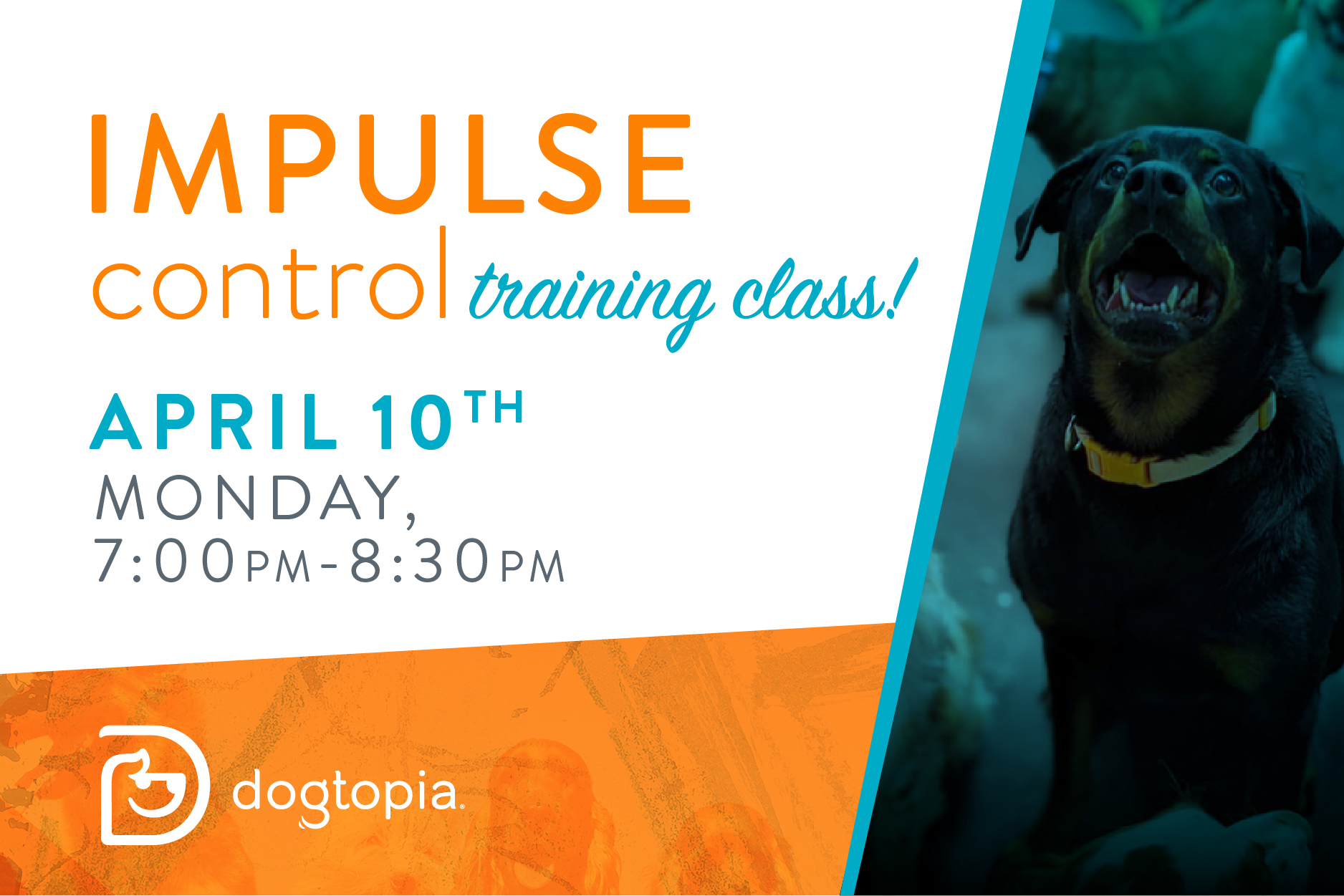 Impulse Control Training Class - Warwick