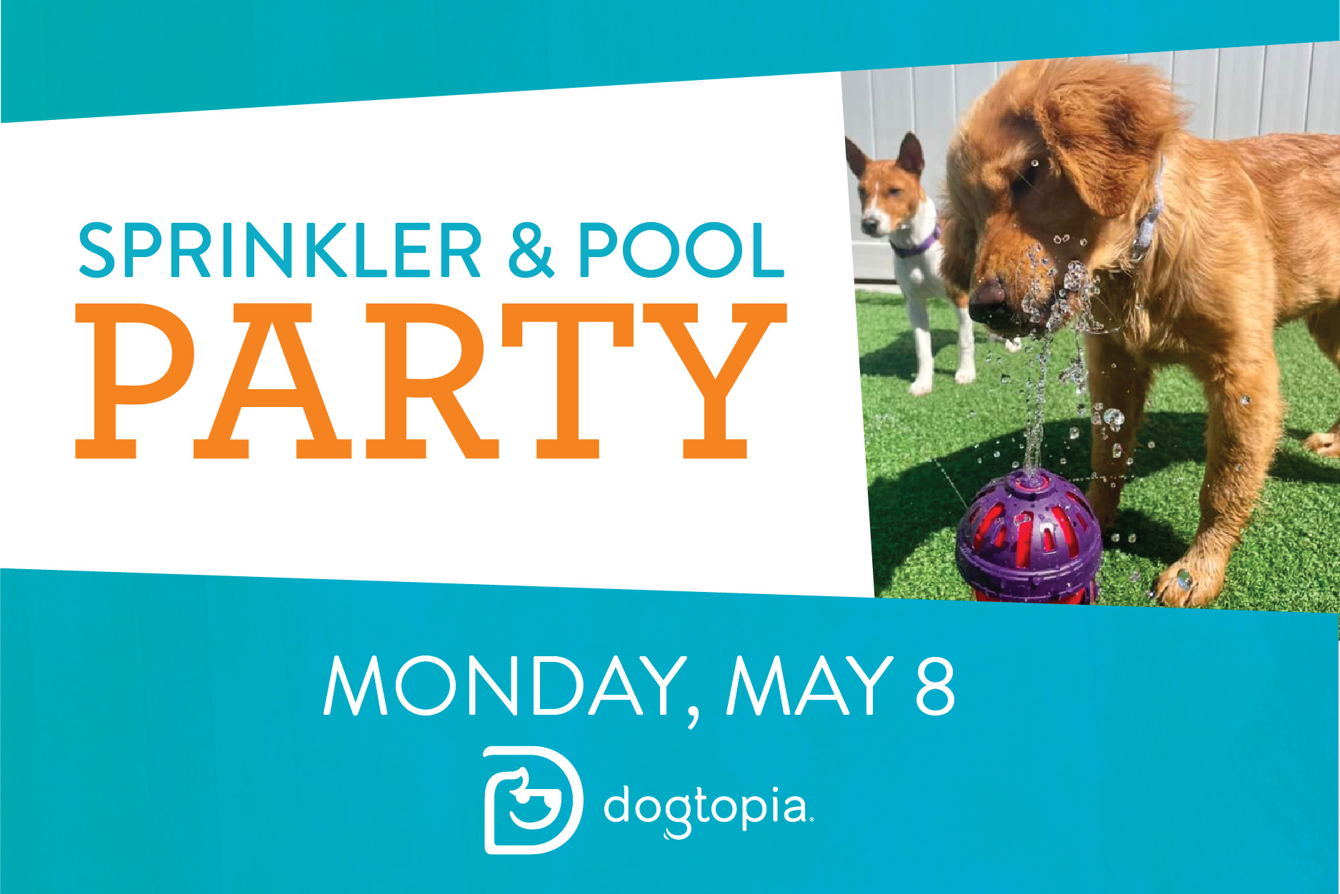 Sprinkler and Pool Party - Warwick