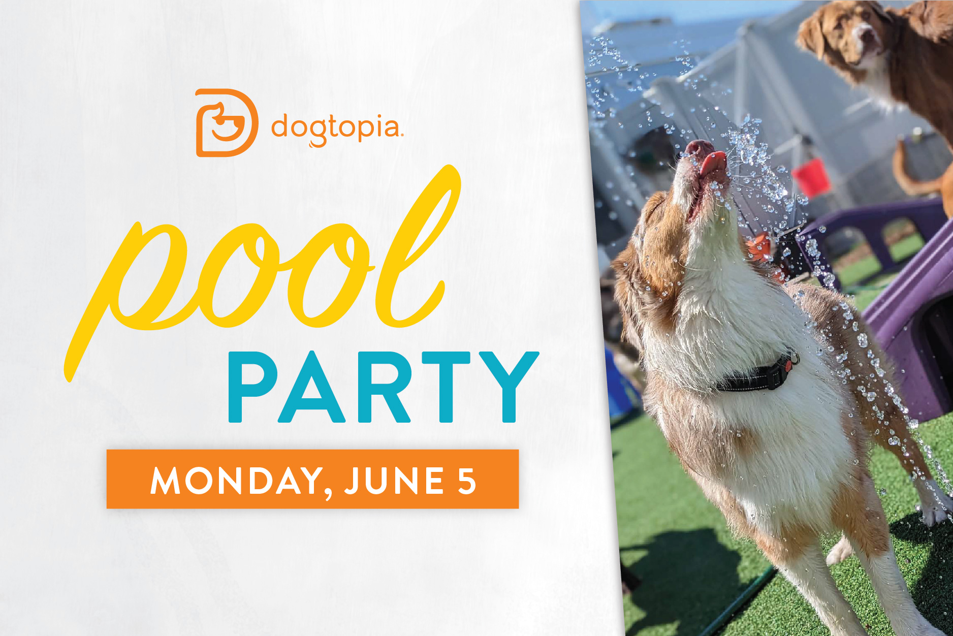 Pool Party! - Warwick