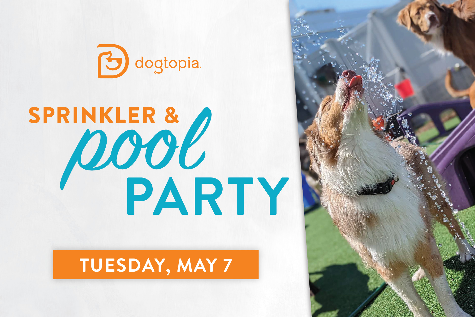 Sprinkler and Pool Party - Warwick